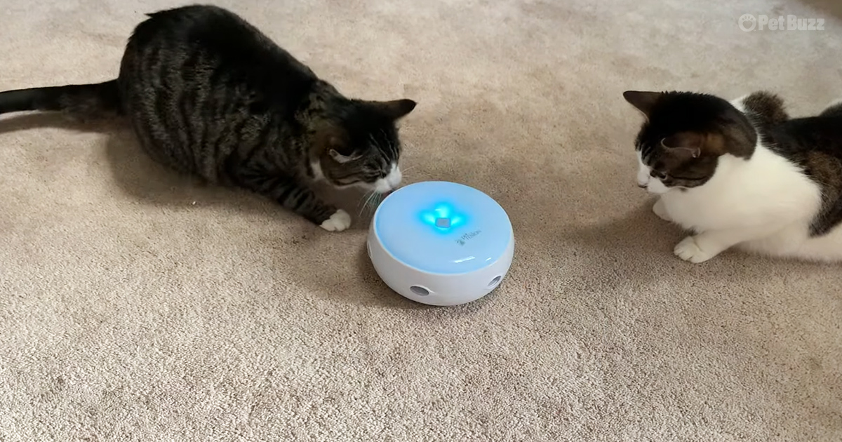 2 cats review 5 of Amazon’s best-selling electronic cat toys - Pet Buzz