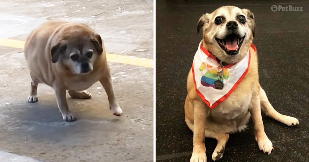 Chonky rescue dog can’t stop smiling when she drops half her weight ...