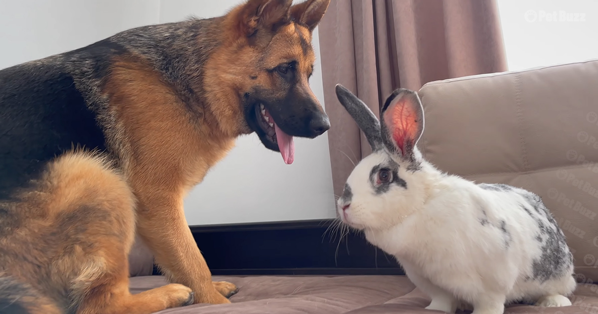 Curious German Shepherd meets a giant rabbit for the first time | Pet Buzz