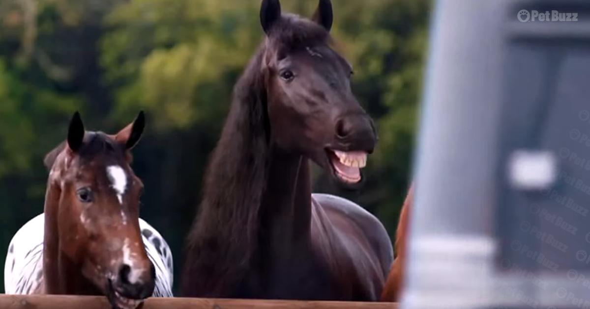 Giggling horses burst out laughing at man’s bad parking skills - Pet Buzz
