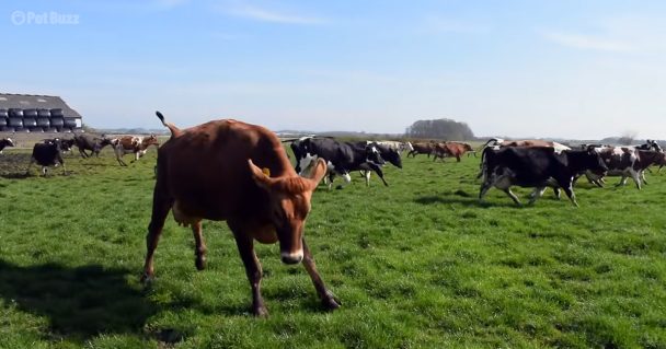 100 cows play like excited puppies in an open field – Pet Buzz