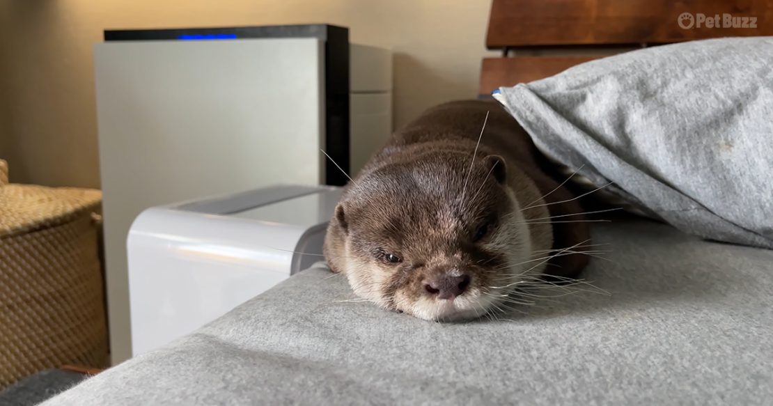 Adorable otter cries like baby before falling asleep in bed – Pet Buzz