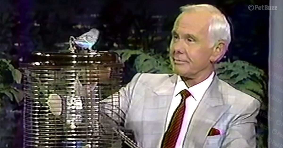Johnny Carson meets a talking parakeet, and his reaction is pure gold ...