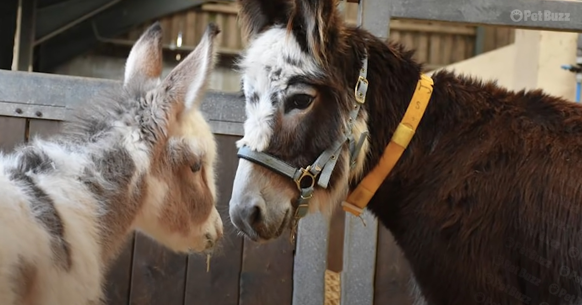 Orphaned baby donkey cries for days until new mom adopts him - Pet Buzz