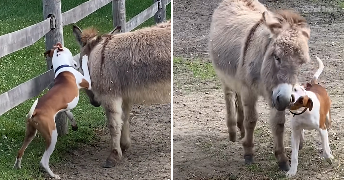 Shy donkey gets love and kisses from playful Pittie - Pet Buzz