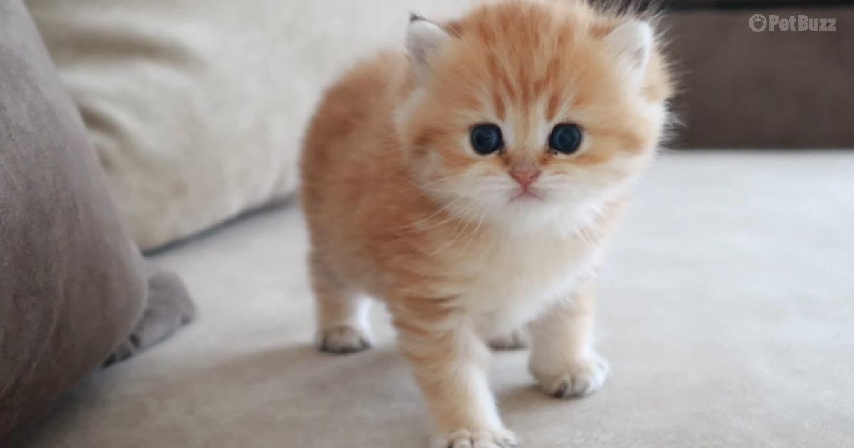 “The most dangerous kitten in the world” – Pet Buzz