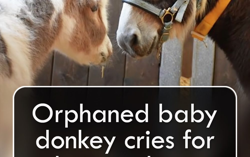 Orphaned baby donkey cries for days until new mom adopts him - Pet Buzz