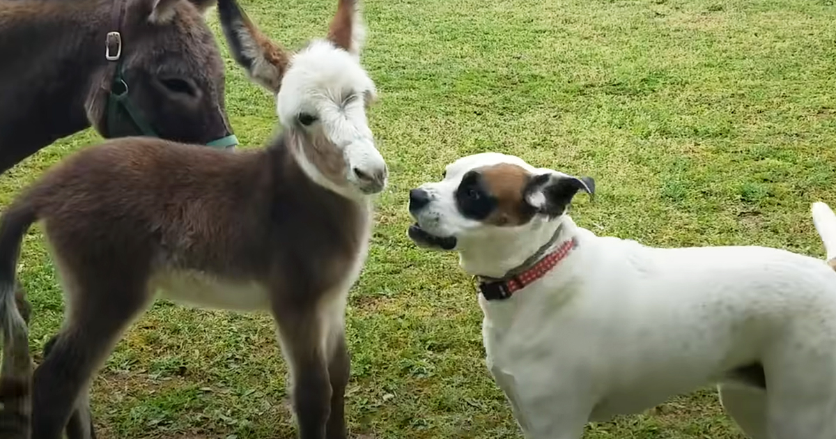 Loving farm dog forms a special bond with baby donkey | Pet Buzz