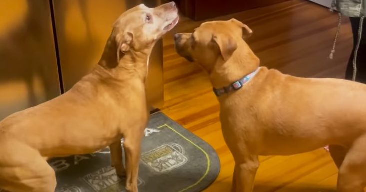Affectionate Pitbull moves to new neighborhood and befriends reclusive ...