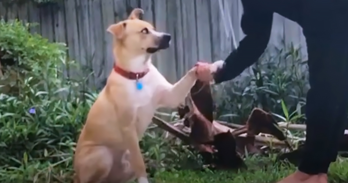 Rambunctious dog gets hilariously honest adoption post from foster mom ...