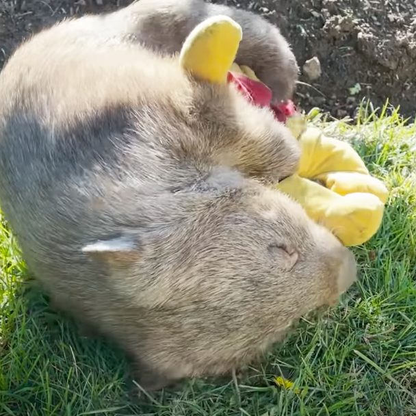 Rescued cuddly wombat is obsessed with his stuffed animals – Pet Buzz