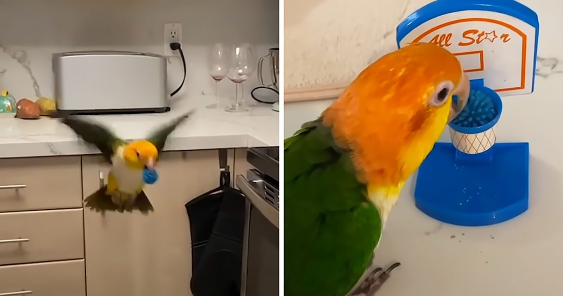 Playful parrot has a passion for basketball, towels, and cuddles – Pet Buzz
