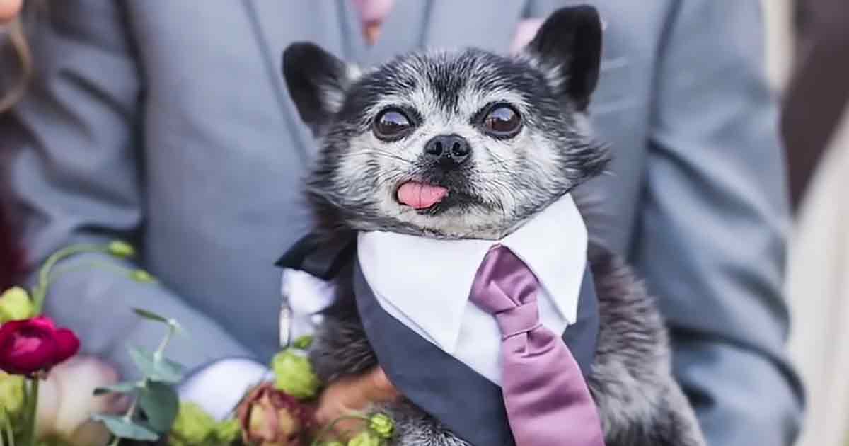 Grumpy senior dog is finally adopted and now lives like a king – Pet Buzz