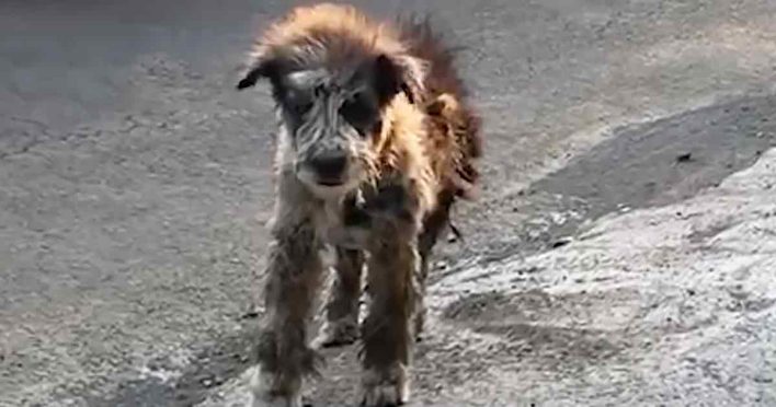 Neglected street dog transforms into the fluffiest and happiest puppy ...