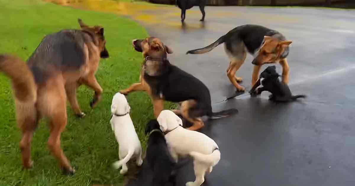 Pack of adorable puppies plays under literal sunshine and rainbows ...