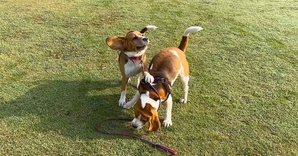 Adorable energetic Beagle befriends and plays with another cute Beagle ...