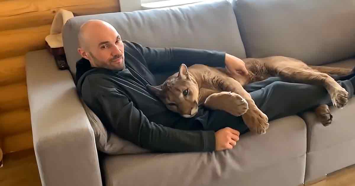 Puma lives with a couple and acts like a big house cat – Pet Buzz