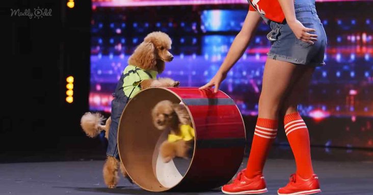 The best dog act AGT has ever witnessed – Pet Buzz