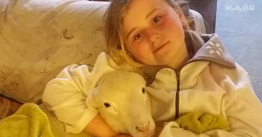 Rescue sheep who thinks he’s a dog is definitely part of the family ...