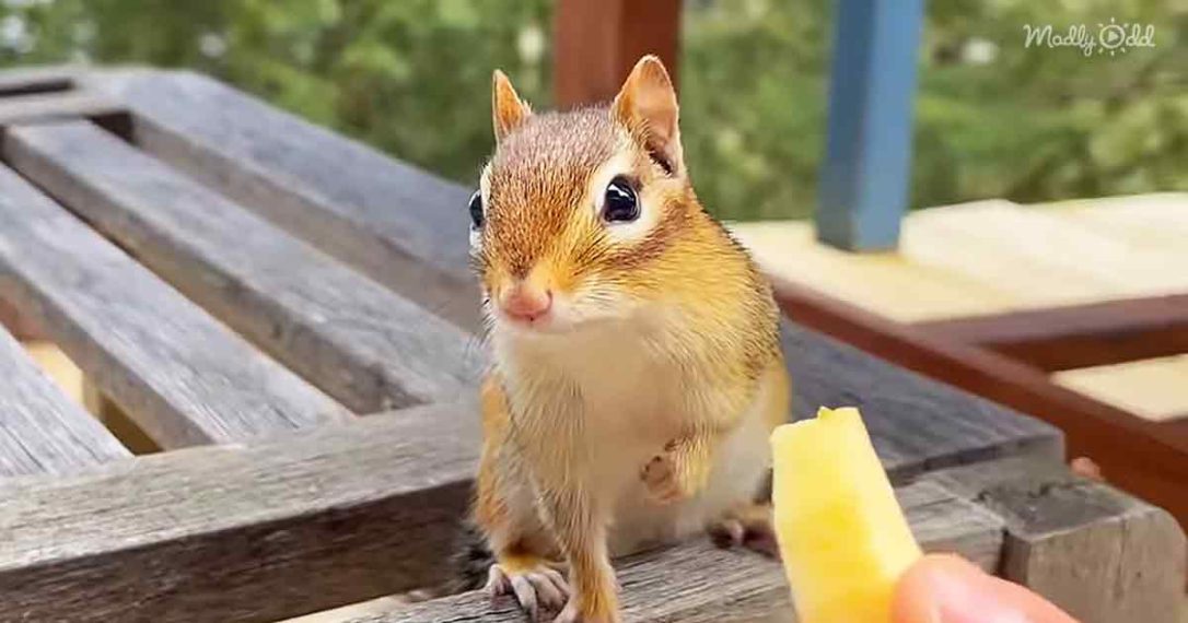 Who would ever think watching a chipmunk eating an apple would be so ...