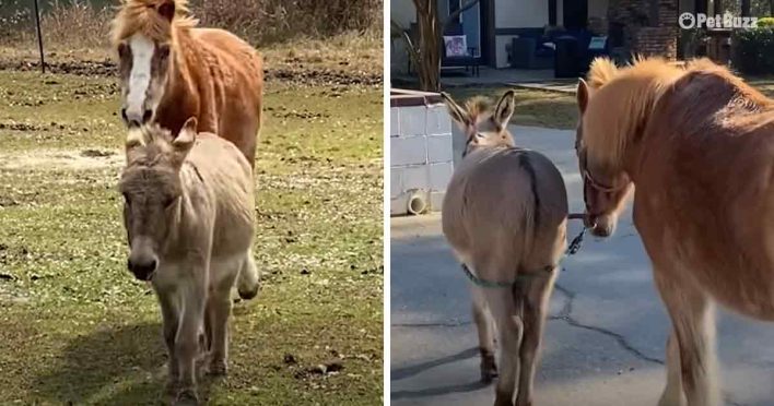 33-year-old blind rescue pony has a seeing-eye donkey best friend – Pet ...