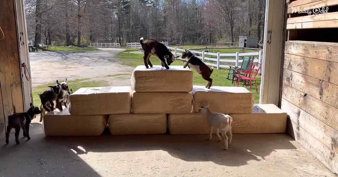 34 goat kids party hard and then nap hard – Pet Buzz