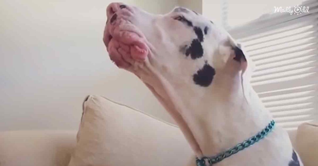Goofy Great Dane is literally the biggest mama’s boy ever – Pet Buzz