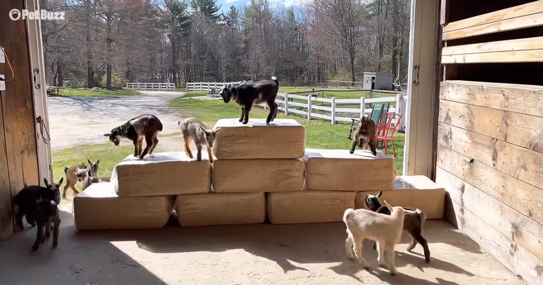 34 goat kids party hard and then nap hard – Pet Buzz