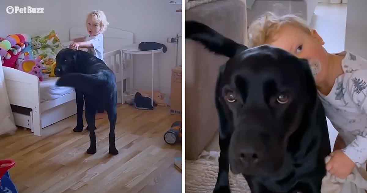 Talkative toddler has an entire conversation with his black Labrador ...