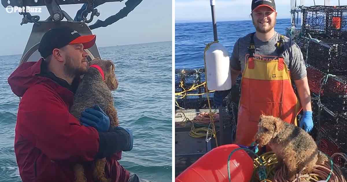 Tiny dog loves to go boating with her dad 600 miles offshore - Pet Buzz