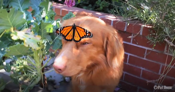 Curious dog befriends butterflies, and their pictures are simply ...