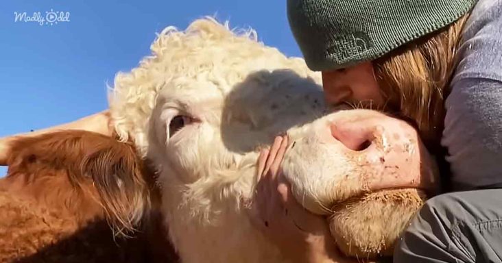 Woman serenades a terrified rescue cow and wins him over – Pet Buzz