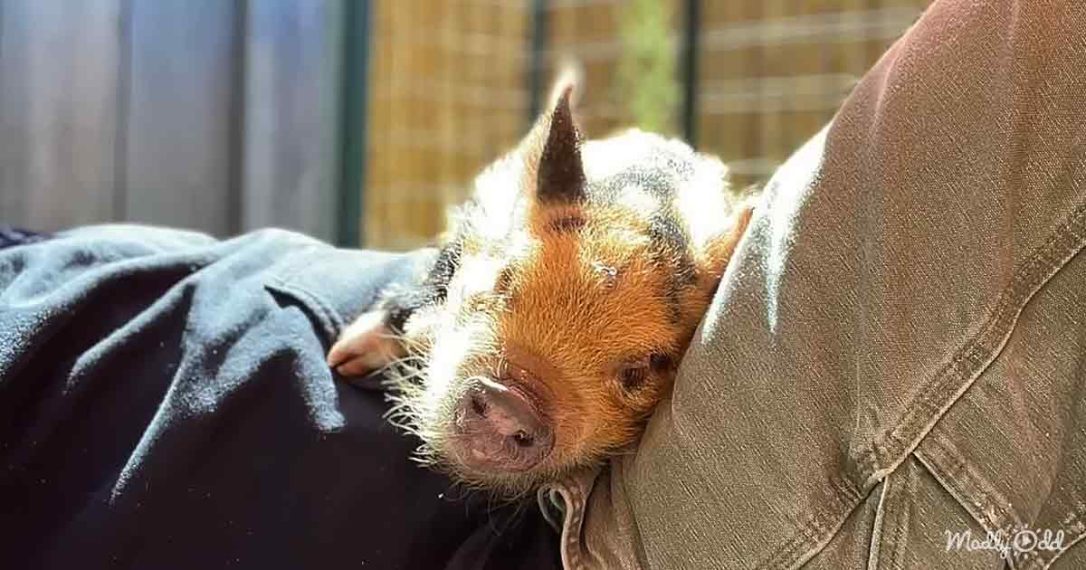 Severely injured piglet facing euthanasia is rescued by the kindest ...