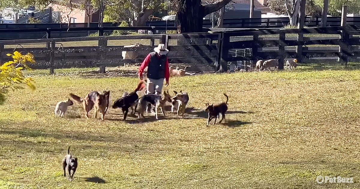 Hardworking dogs help with the difficult job of puppy wrangling - Pet Buzz