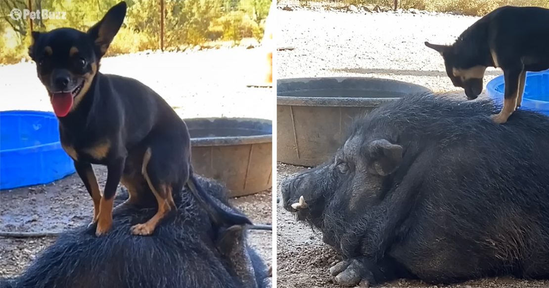 Pig makes best friends with Chihuahua and gives him literal piggy-back ...