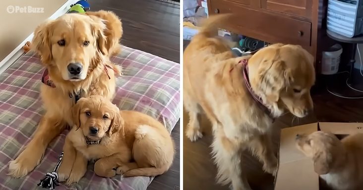The story behind viral video of Golden Retriever getting the greatest ...