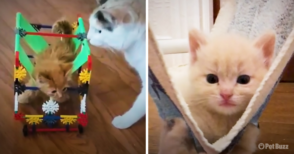 Tiny wobbly kitten with a wheelchair made out of toys – Pet Buzz