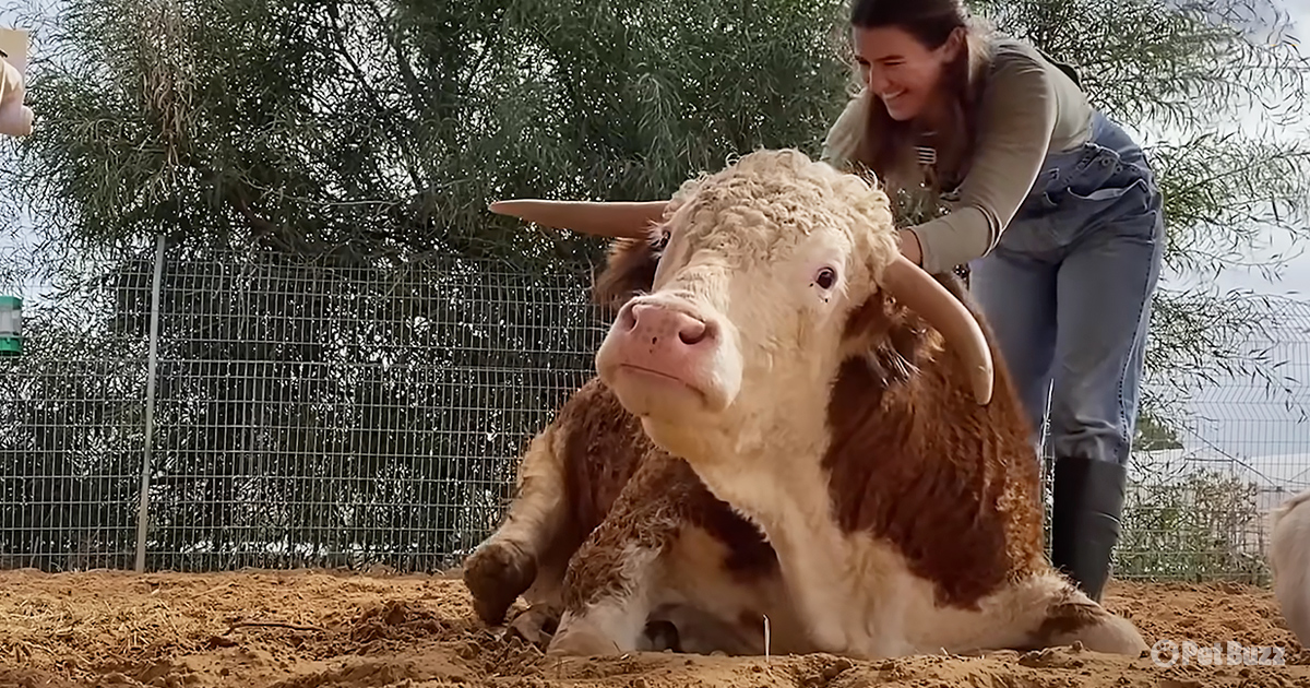Woman serenades a terrified rescue cow and wins him over - Pet Buzz