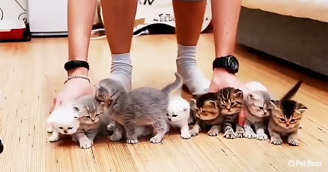Exasperated man tries to line up ten kittens for a picture – Pet Buzz
