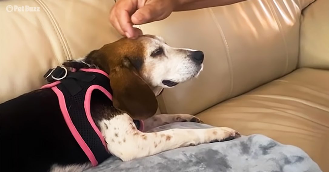 Terrified senior Beagle is rescued and learns how to be happy | Pet Buzz