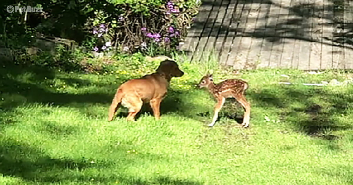 Baby deer playing with a Golden Retriever is straight out of a Disney ...