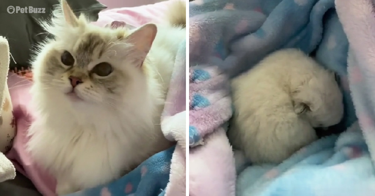 Mama cat proudly brings kitten to human mom in heart-melting video ...