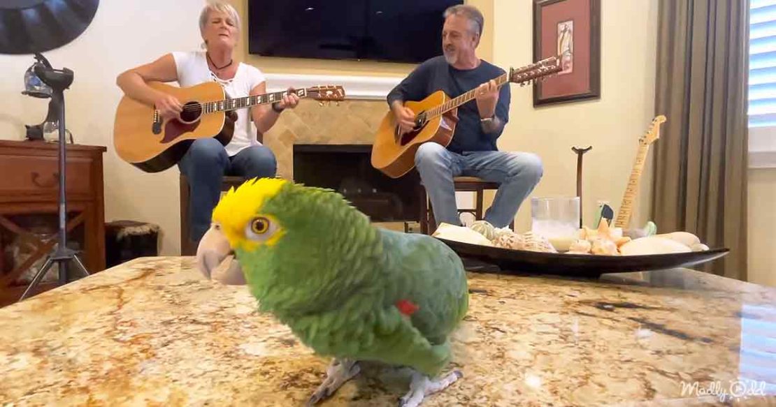 Parrot sings “Knockin’ On Heaven’s Door” by Guns N’ Roses – Pet Buzz