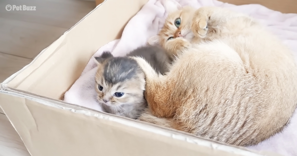 Mother cat has the most intense hug for her tiny kitten - Pet Buzz