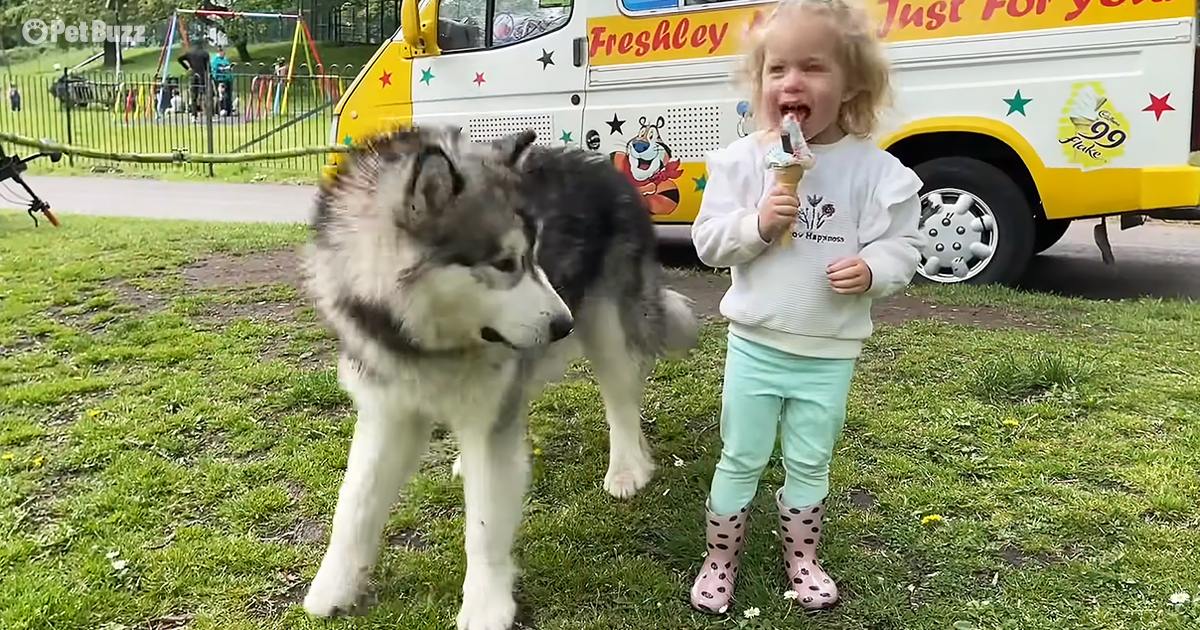 Teddy the Husky shares ice cream with his baby sister – Pet Buzz
