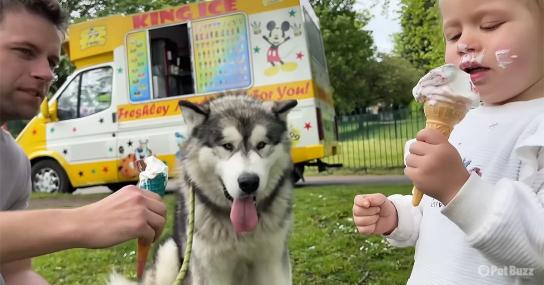 Teddy the Husky shares ice cream with his baby sister – Pet Buzz