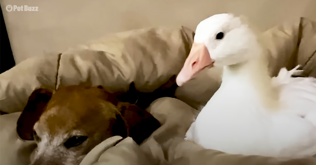 Gorgeous goose with fluffy feathers cuddles up to a senior dog - Pet Buzz