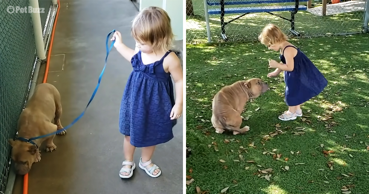 Two-year-old girl shows compassion for sick Pit Bull at shelter – Pet Buzz
