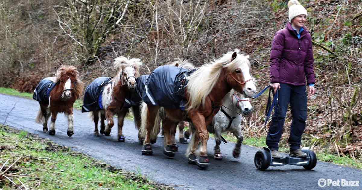 6 Tiny Ponies & Their Mama Embark on an Epic Countryside Adventure ...