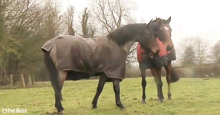 The Heartwarming Reunion of Three Lifelong Horse Friends – Pet Buzz